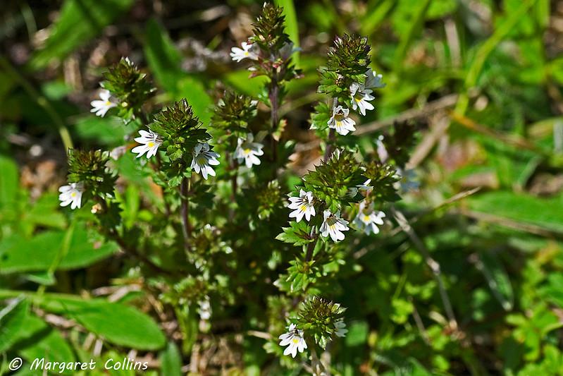 0 (11) – Mingze Chen